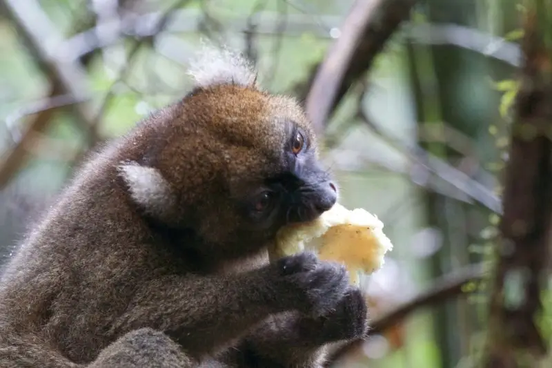 Greater Bamboo Lemur - Facts, Diet, Habitat & Pictures on Animalia.bio