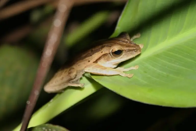 Common tree frog - Facts, Diet, Habitat & Pictures on Animalia.bio