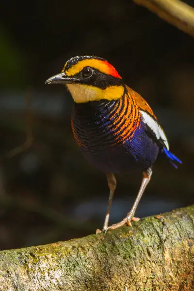 Malayan banded pitta - Facts, Diet, Habitat & Pictures on Animalia.bio