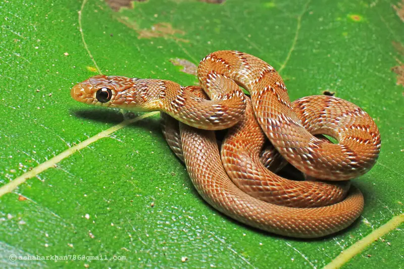 Banded racer - Facts, Diet, Habitat & Pictures on Animalia.bio