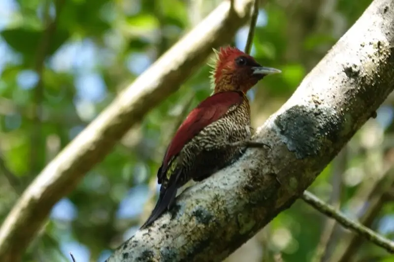 Chrysophlegma miniaceum - факти, дієта, ареал і фотографії на Animalia.bio