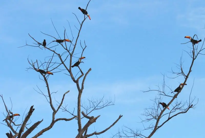 Toco Toucan - Facts, Diet, Habitat & Pictures on Animalia.bio