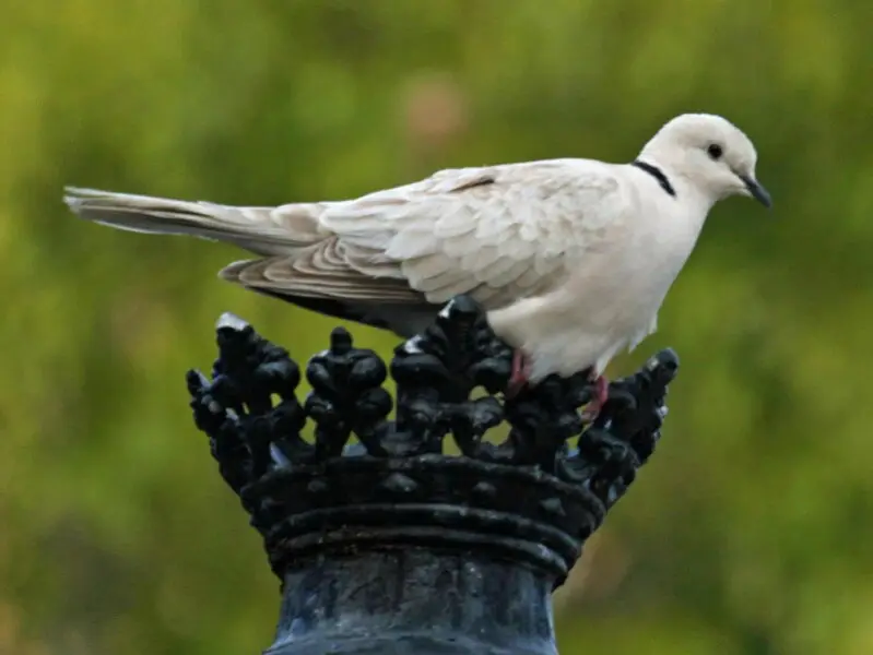 Streptopelia risoria - факти, дієта, ареал і фотографії на Animalia.bio