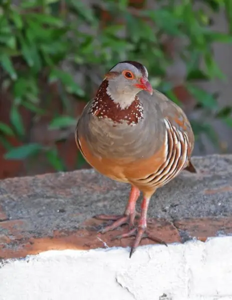 Barbary partridge - Facts, Diet, Habitat & Pictures on Animalia.bio
