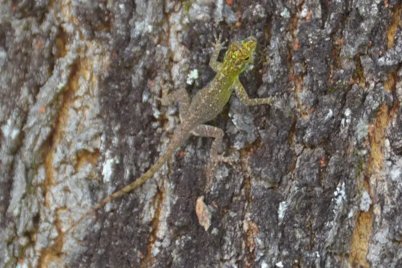 Anolis distichus - Facts, Diet, Habitat & Pictures on Animalia.bio
