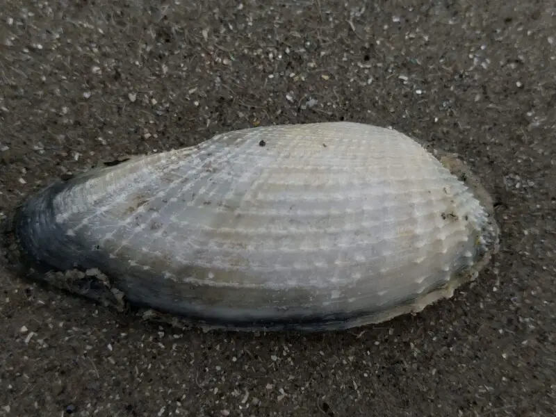 Barnea candida - Facts, Diet, Habitat & Pictures on Animalia.bio