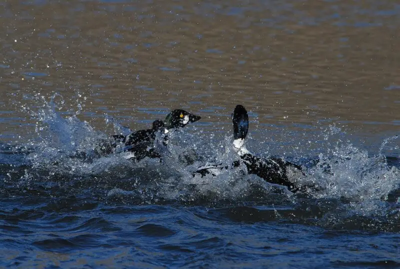Common goldeneye - Facts, Diet, Habitat & Pictures on Animalia.bio