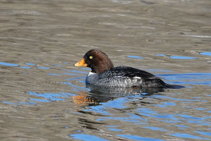 Bucephala islandica - факти, дієта, ареал і фотографії на Animalia.bio