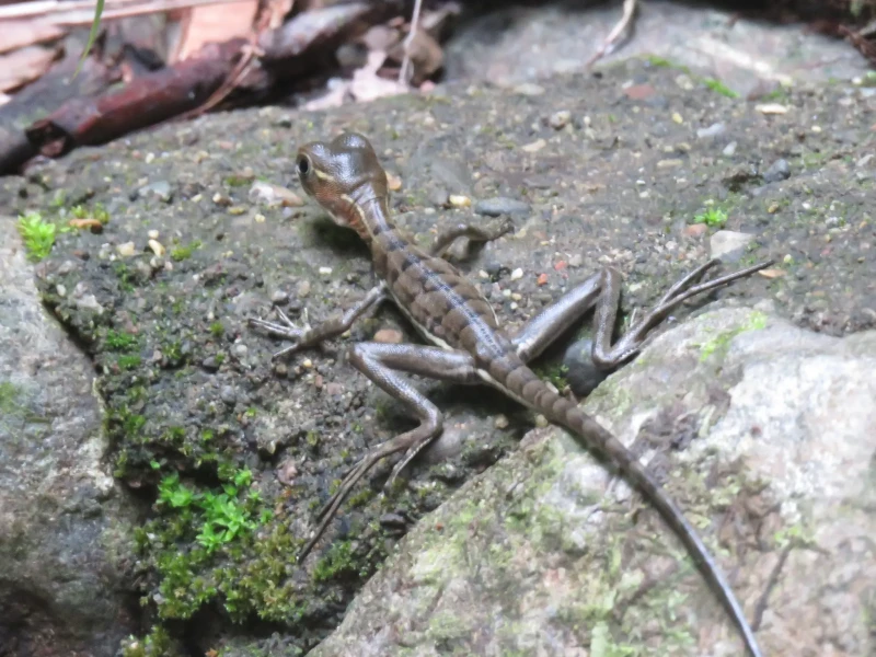 Basiliscus galeritus - Fakten, Ernährung, Lebensraum & Bilder auf ...