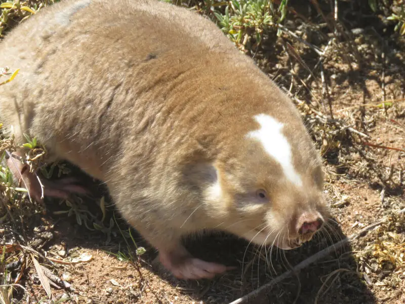 Cape dune mole-rat - Facts, Diet, Habitat & Pictures on Animalia.bio