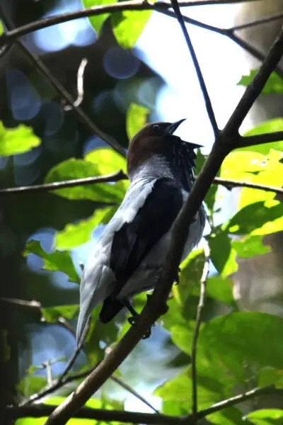 Bearded bellbird - Facts, Diet, Habitat & Pictures on Animalia.bio