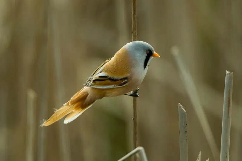 Bearded reedling - Facts, Diet, Habitat & Pictures on Animalia.bio