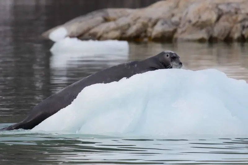 Bearded Seal - Facts, Diet, Habitat & Pictures on Animalia.bio
