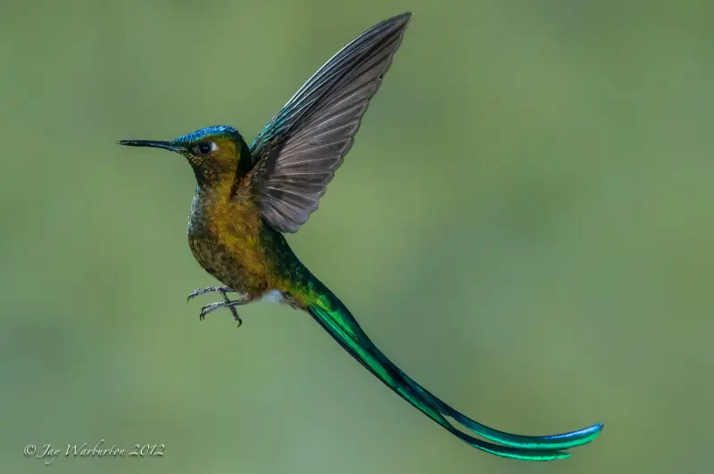 Aglaiocercus kingii - факти, дієта, ареал і фотографії на Animalia.bio