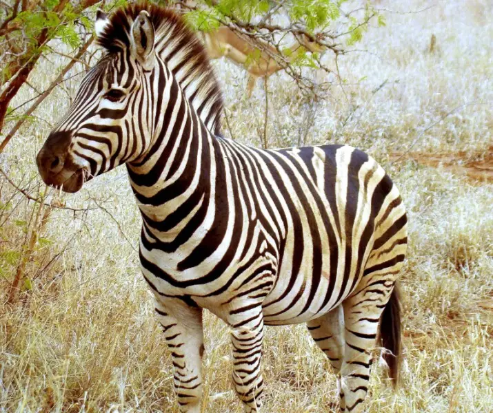 Chapman's zebra - Facts, Diet, Habitat & Pictures on Animalia.bio
