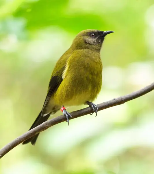 New Zealand bellbird - Facts, Diet, Habitat & Pictures on Animalia.bio