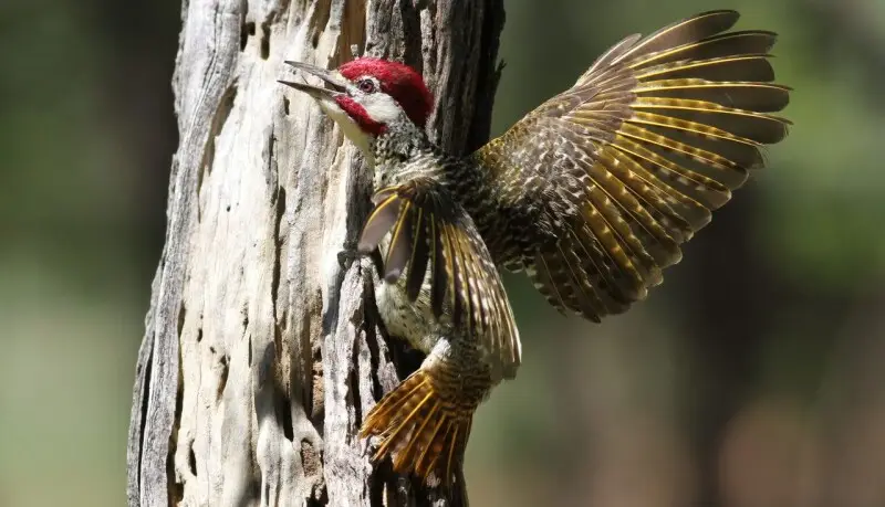Bennett's woodpecker - Facts, Diet, Habitat & Pictures on Animalia.bio