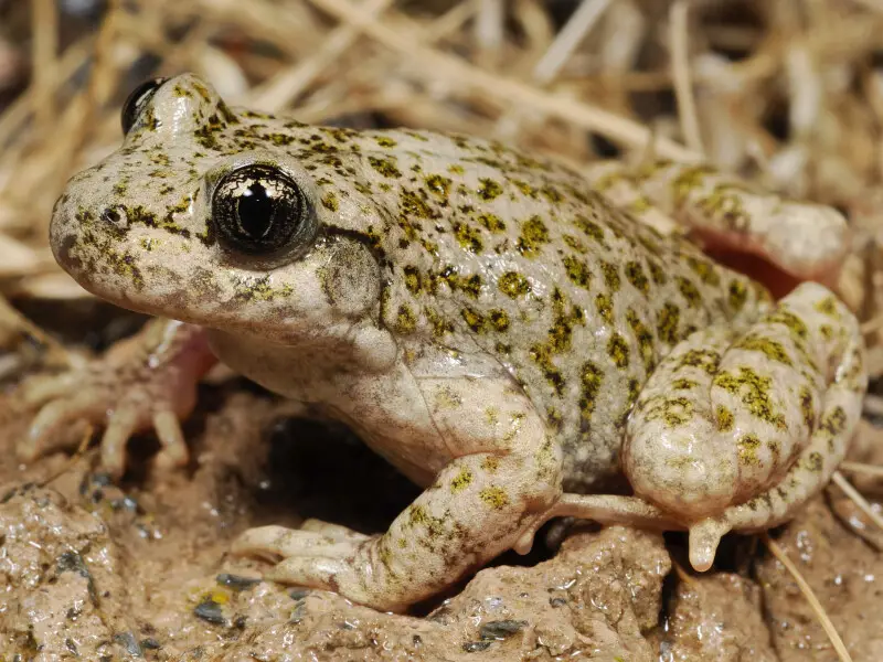 Betic midwife toad - Facts, Diet, Habitat & Pictures on Animalia.bio