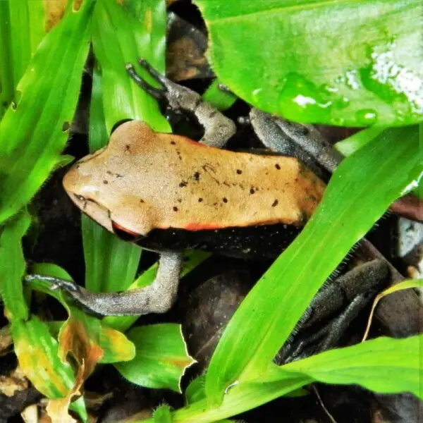 Bicolored frog - Facts, Diet, Habitat & Pictures on Animalia.bio