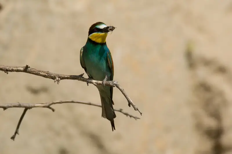 European bee-eater - Facts, Diet, Habitat & Pictures on Animalia.bio
