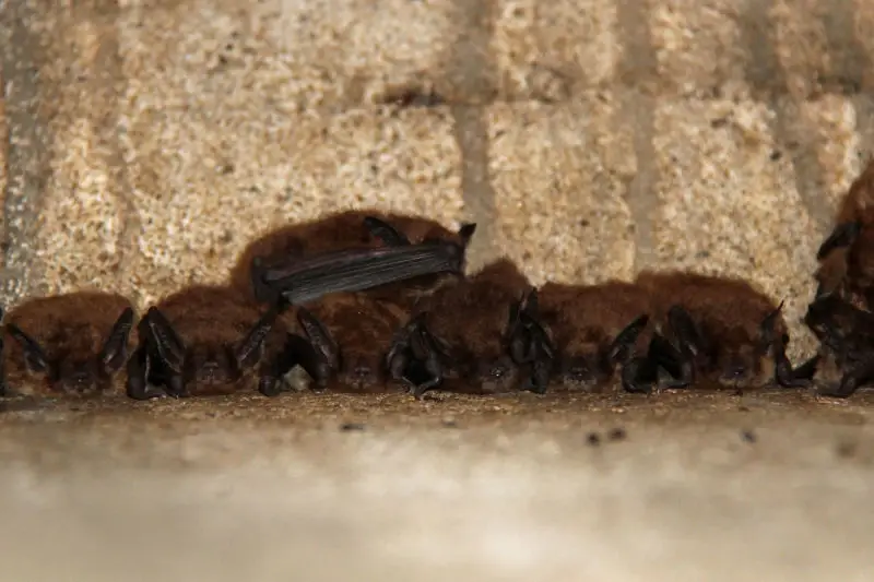Big Brown Bat - Facts, Diet, Habitat & Pictures on Animalia.bio