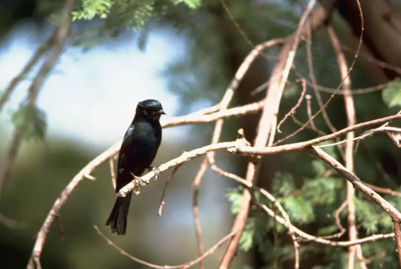 Common square-tailed drongo - Facts, Diet, Habitat & Pictures on Animalia.bio