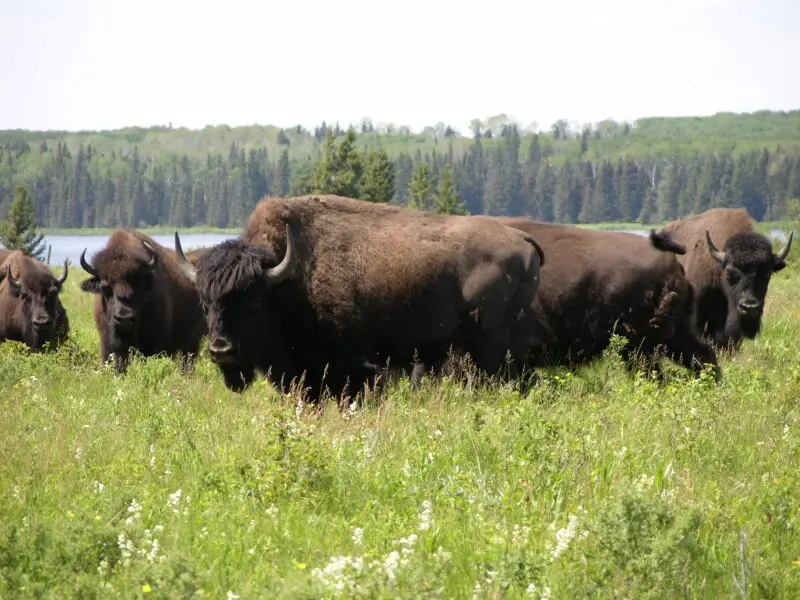 Wood bison - Facts, Diet, Habitat & Pictures on Animalia.bio