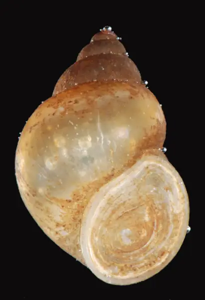 Bithynia tentaculata - Facts, Diet, Habitat & Pictures on Animalia.bio