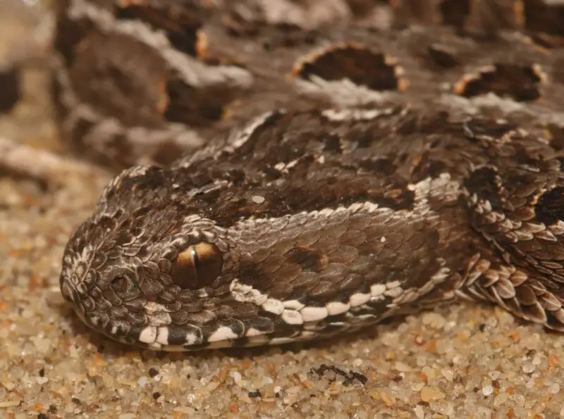 Berg adder - Facts, Diet, Habitat & Pictures on Animalia.bio