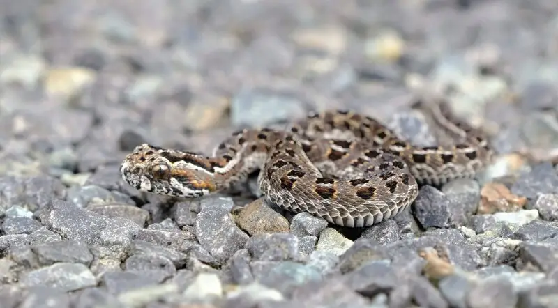 Berg adder - Facts, Diet, Habitat & Pictures on Animalia.bio