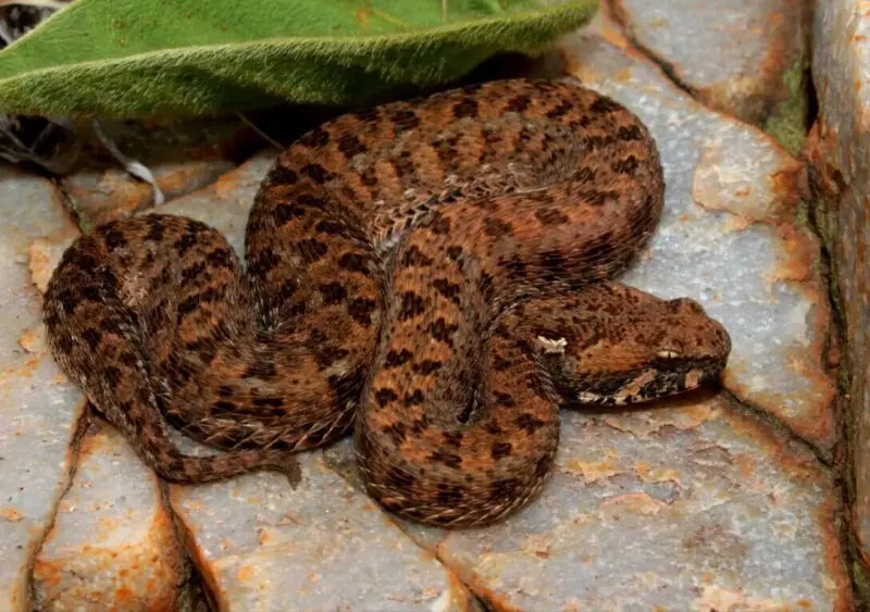 Berg adder - Facts, Diet, Habitat & Pictures on Animalia.bio
