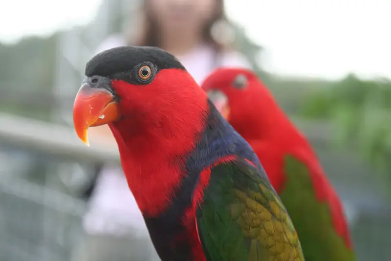 Black-capped lory - Facts, Diet, Habitat & Pictures on Animalia.bio