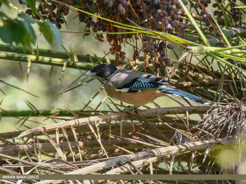 Black-headed jay - Facts, Diet, Habitat & Pictures on Animalia.bio
