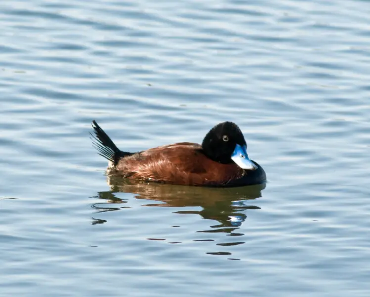 Blue-billed duck - Facts, Diet, Habitat & Pictures on Animalia.bio