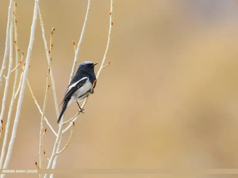 Blue-capped redstart - Facts, Diet, Habitat & Pictures on Animalia.bio