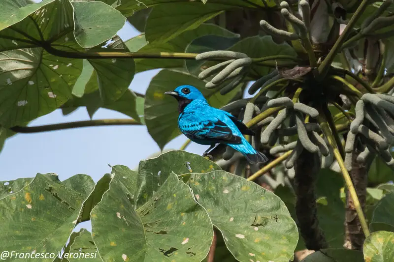 Blue cotinga - Facts, Diet, Habitat & Pictures on Animalia.bio