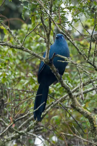 Blue coua - Facts, Diet, Habitat & Pictures on Animalia.bio
