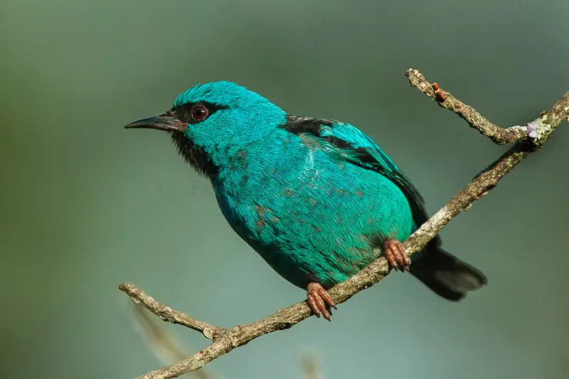 Blue dacnis - Facts, Diet, Habitat & Pictures on Animalia.bio