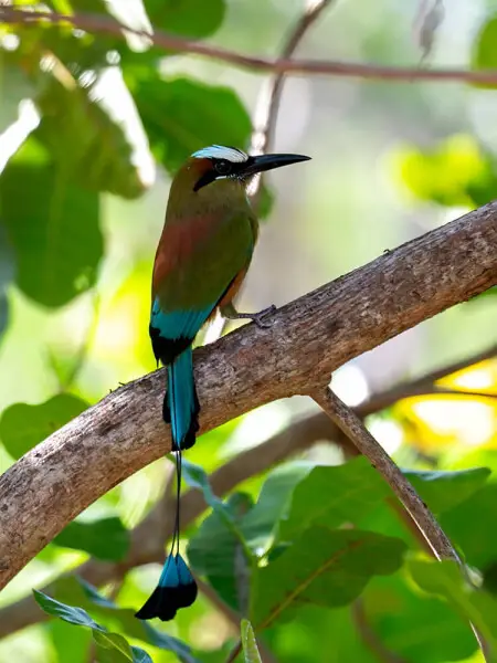 Lesson's motmot - Facts, Diet, Habitat & Pictures on Animalia.bio