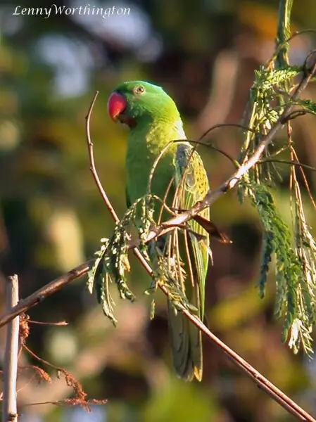 Blue-naped parrot - Facts, Diet, Habitat & Pictures on Animalia.bio