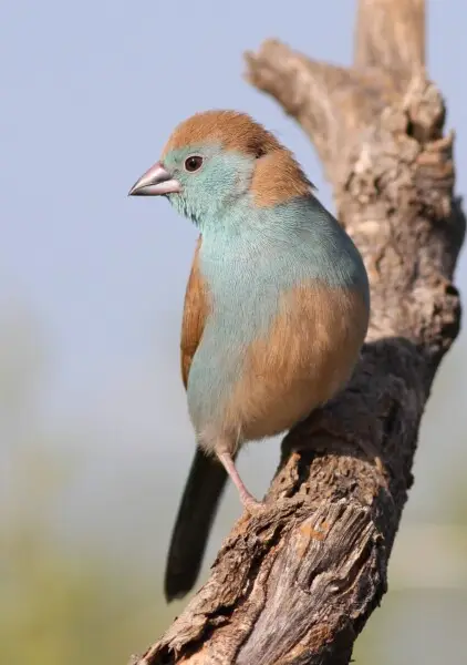 Blue waxbill - Facts, Diet, Habitat & Pictures on Animalia.bio