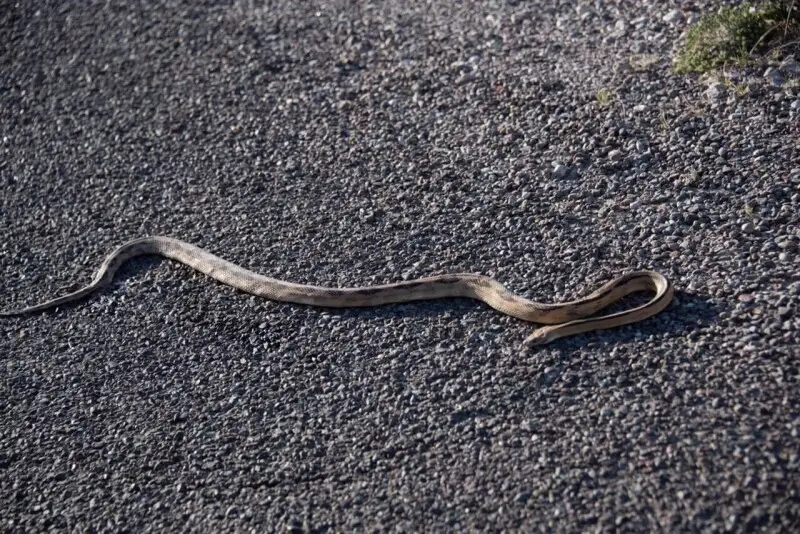 Trans-Pecos rat snake - Facts, Diet, Habitat & Pictures on Animalia.bio