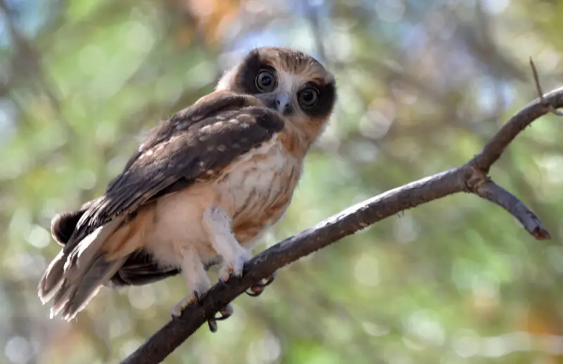 Australian boobook - Facts, Diet, Habitat & Pictures on Animalia.bio