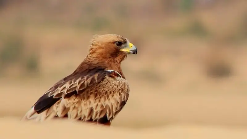 Booted eagle - Facts, Diet, Habitat & Pictures on Animalia.bio