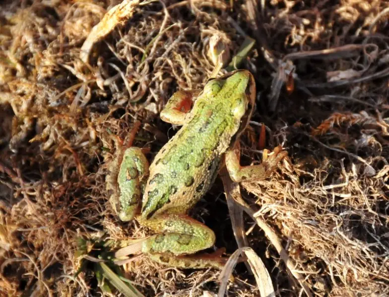 Boreal chorus frog - Facts, Diet, Habitat & Pictures on Animalia.bio