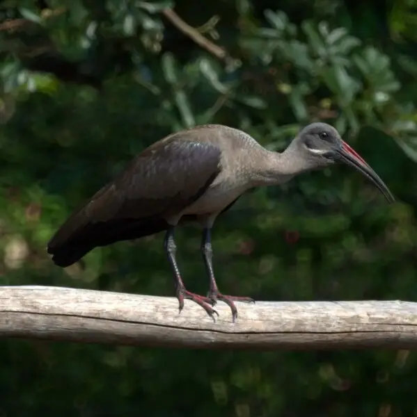 Hadada ibis - Facts, Diet, Habitat & Pictures on Animalia.bio
