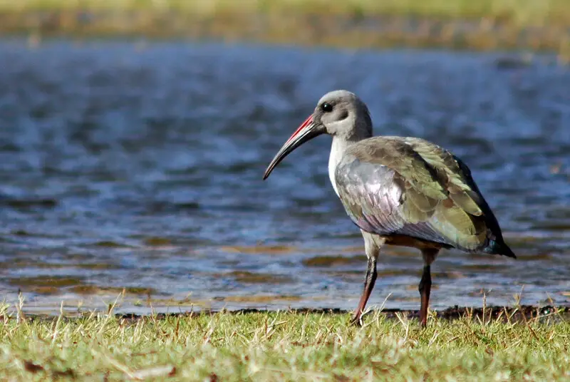 Hadada ibis - Facts, Diet, Habitat & Pictures on Animalia.bio