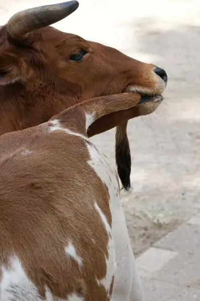 Zebu - Facts, Diet, Habitat & Pictures on Animalia.bio