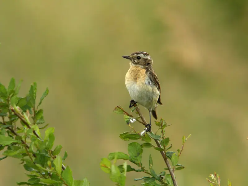 Whinchat - Facts, Diet, Habitat & Pictures on Animalia.bio