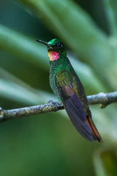 Brazilian ruby - Facts, Diet, Habitat & Pictures on Animalia.bio